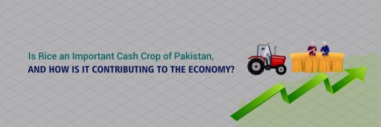 Is Rice an Important Cash Crop of Pakistan, and how is it contributing ...